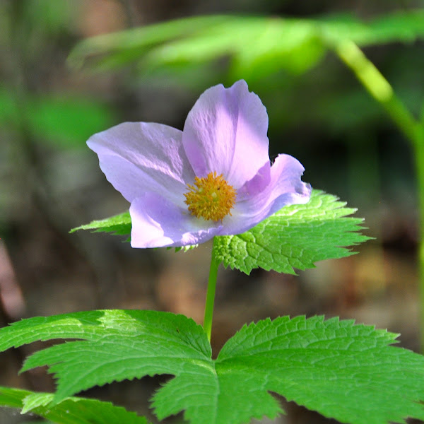 Japanese Wood Poppy | Project Noah