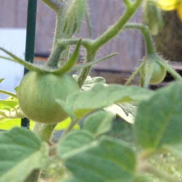 Tomato | Project Noah