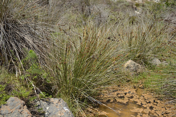 Spiny Rush | Project Noah