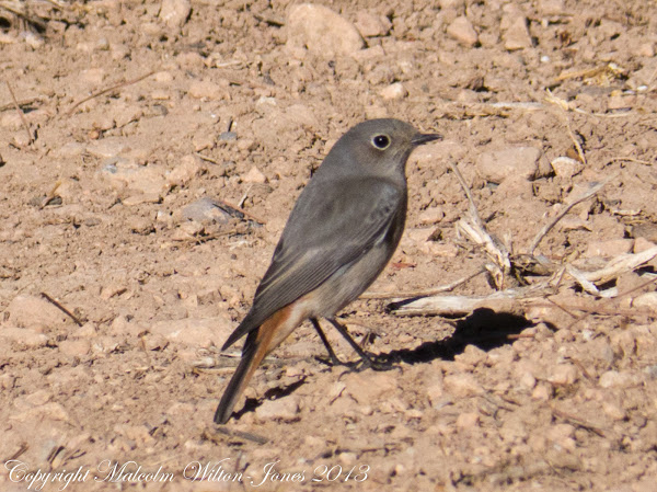 Black Redstart; Colirrojo Tizón | Project Noah