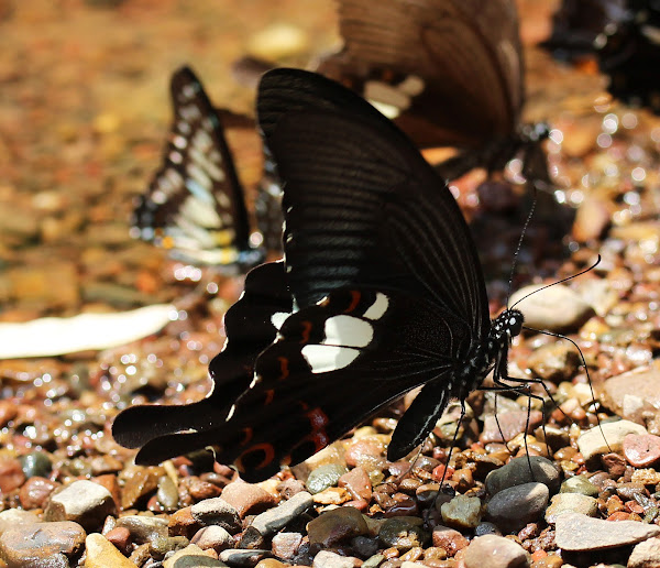 Red Helen | Project Noah