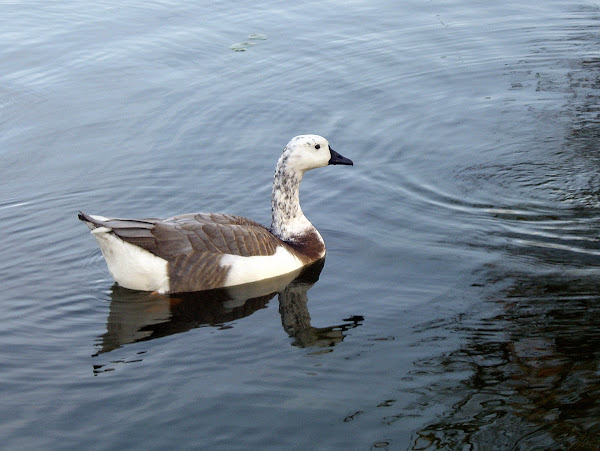 Goose hybrid | Project Noah