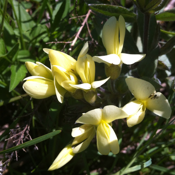 Wild white indigo | Project Noah