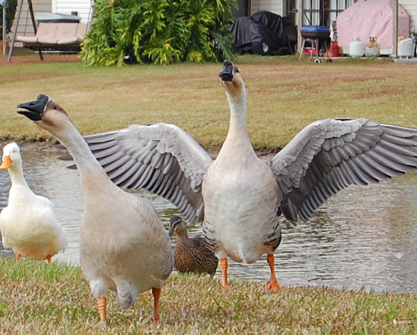 Domestic Swan Goose | Project Noah