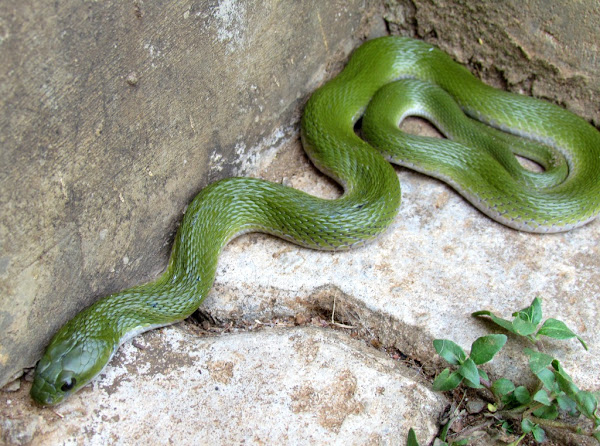 Green Keelback | Project Noah