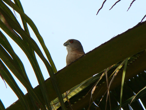 Shikra / வைரி/வல்லூற (Valluru) | Project Noah