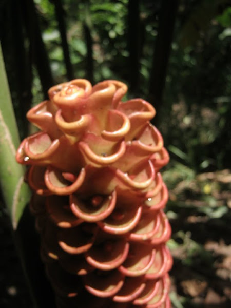 Beehive Ginger | Project Noah