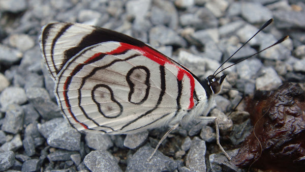 Mariposa 88 | Project Noah