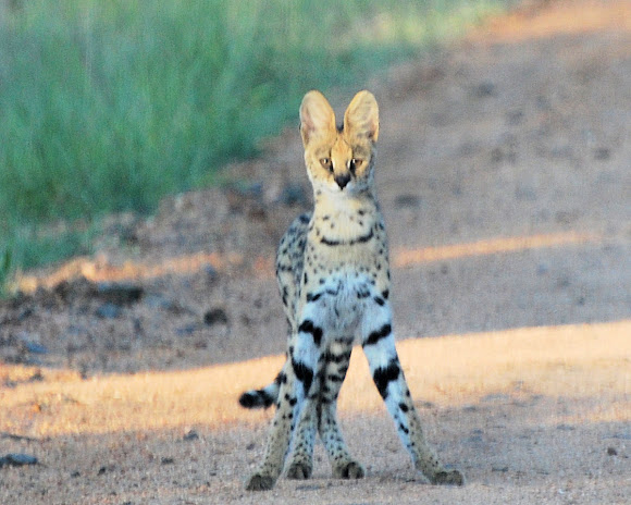 Serval, Tierboskat | Project Noah