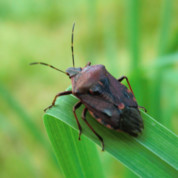 Glossy Shield Bug | Project Noah