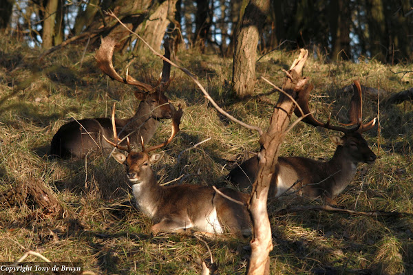 Fallow Deer | Project Noah