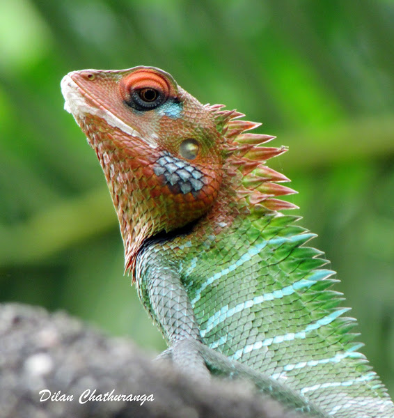 Green Forest Lizard | Project Noah
