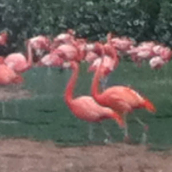 Flamingo | Project Noah