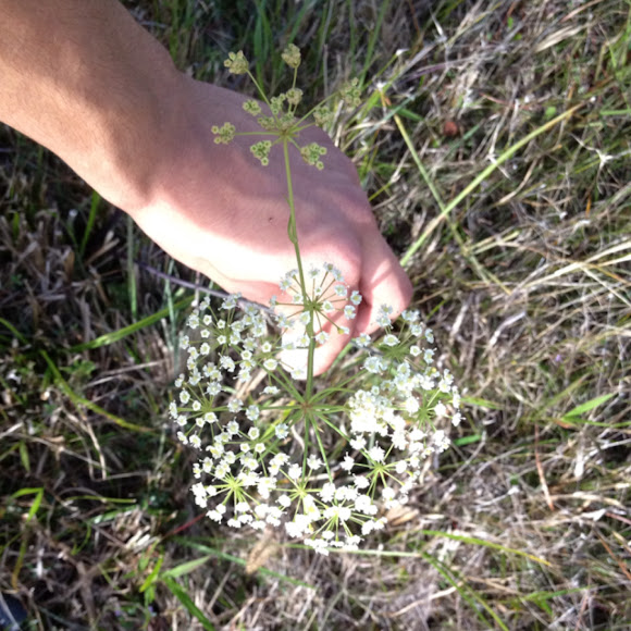 Spotted Water Hemlock | Project Noah
