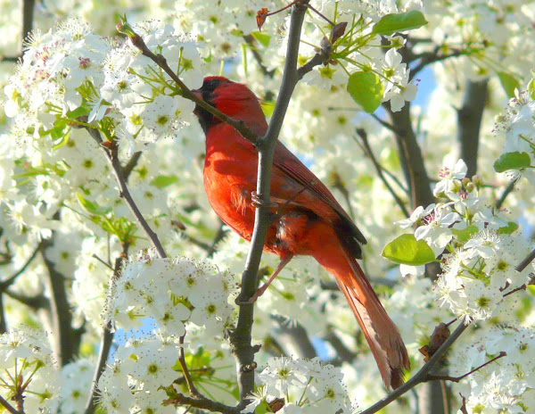 Red Cardinal Bird | Project Noah