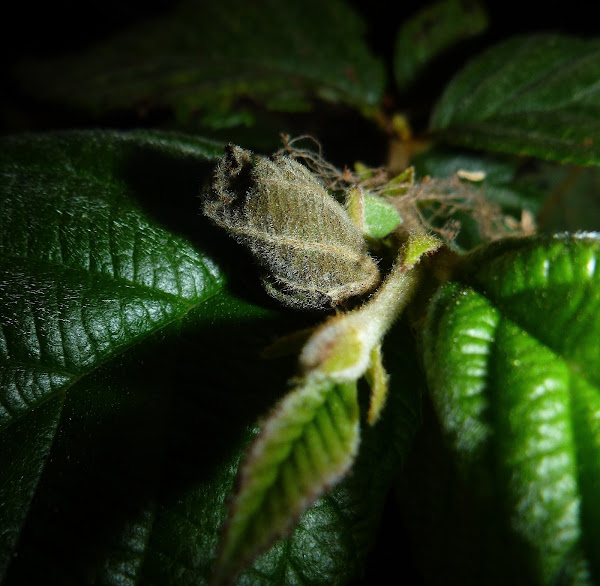 Rolled Leaf Packets | Project Noah