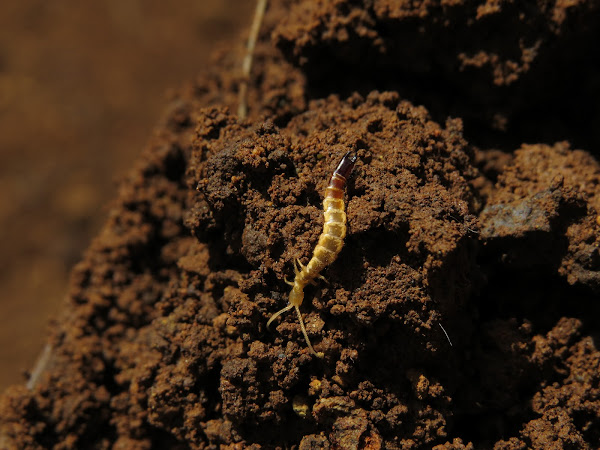 Diplura | Project Noah