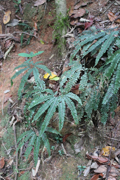 Five Fingered Jack or Rough Maidenhair Fern | Project Noah