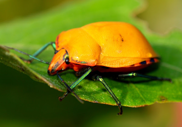 Cotton Harlequin Bug | Project Noah