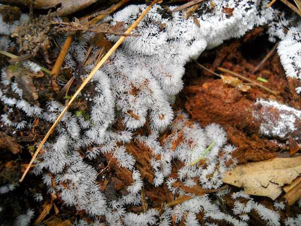 Coral Slime Mold | Project Noah