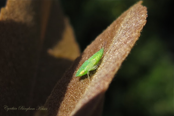 Privet Leafhopper Nymph | Project Noah