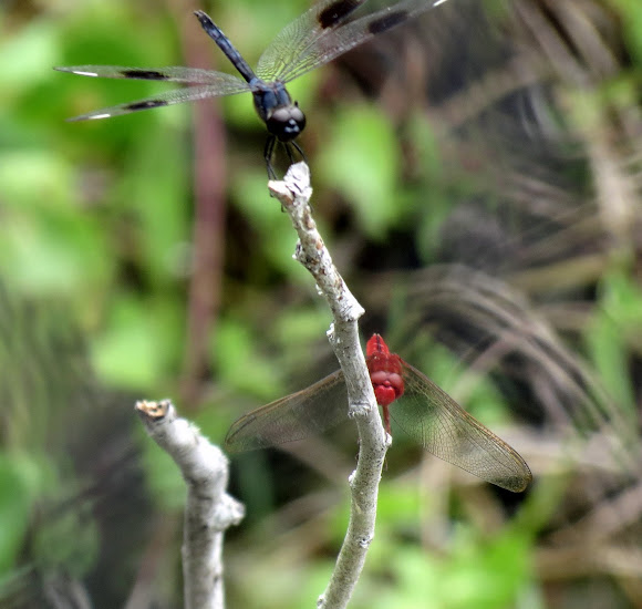 Dragonflies | Project Noah