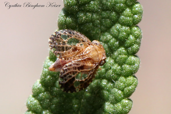 Issid Planthopper | Project Noah