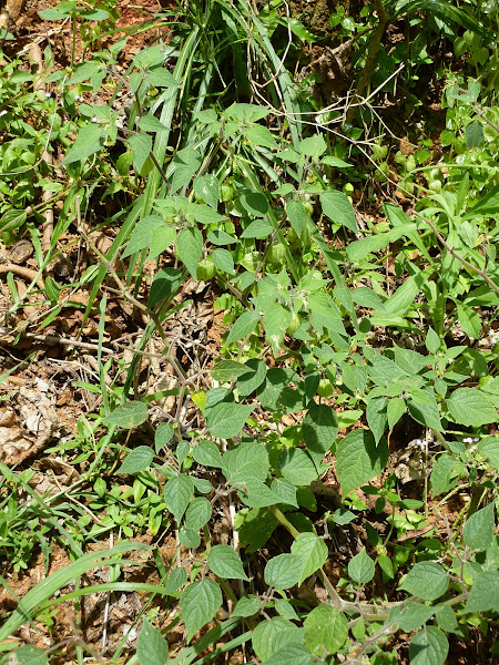 Native gooseberry, Wild cape gooseberry, pygmy groundcherry | Project Noah