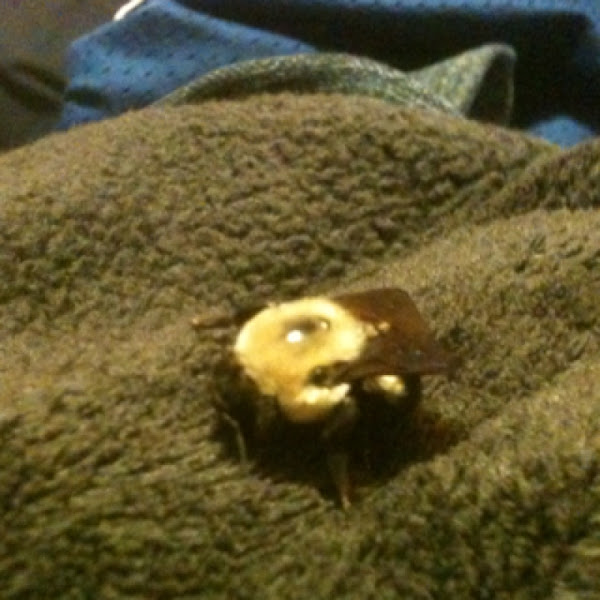 Two spotted bumble bee | Project Noah