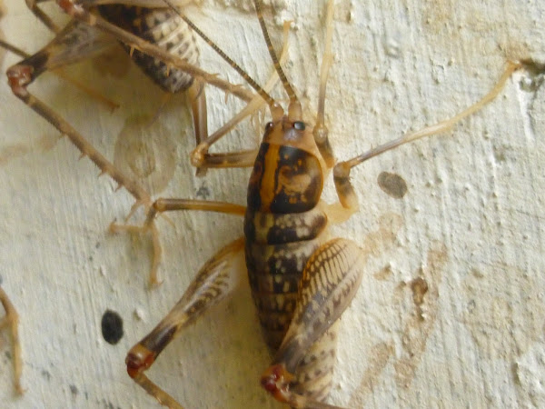 Camel cricket | Project Noah