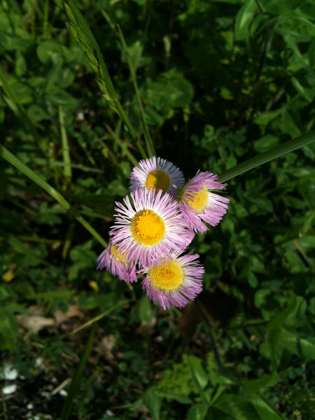 Common Fleabane | Project Noah