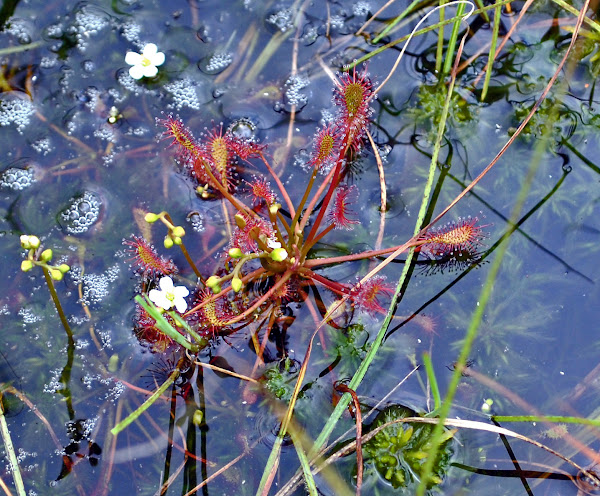 Spoon-Leaf Sundew | Project Noah
