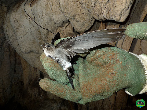 Pygmy Swiftlet | Project Noah