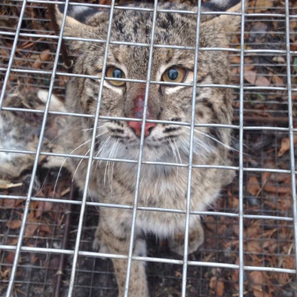 Bobcat | Project Noah