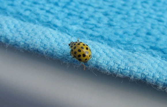Yellow ladybug | Project Noah