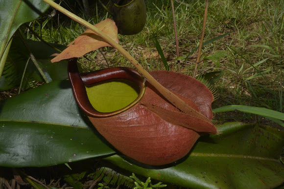 Fanged Pitcher Plant | Project Noah