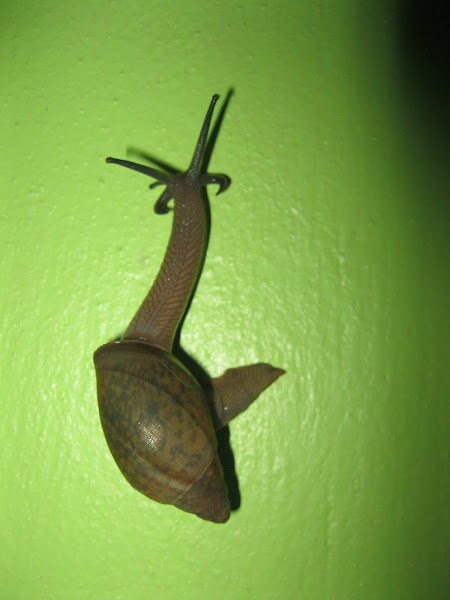 Snail | Project Noah
