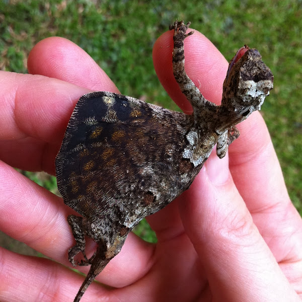 Gliding lizard | Project Noah