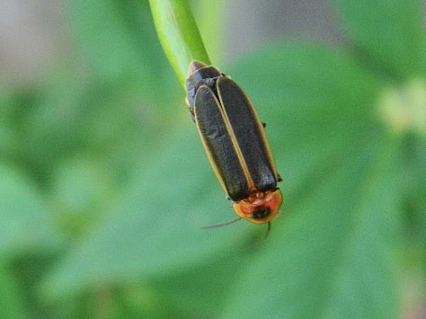 common eastern firefly, big dipper firefly | Project Noah