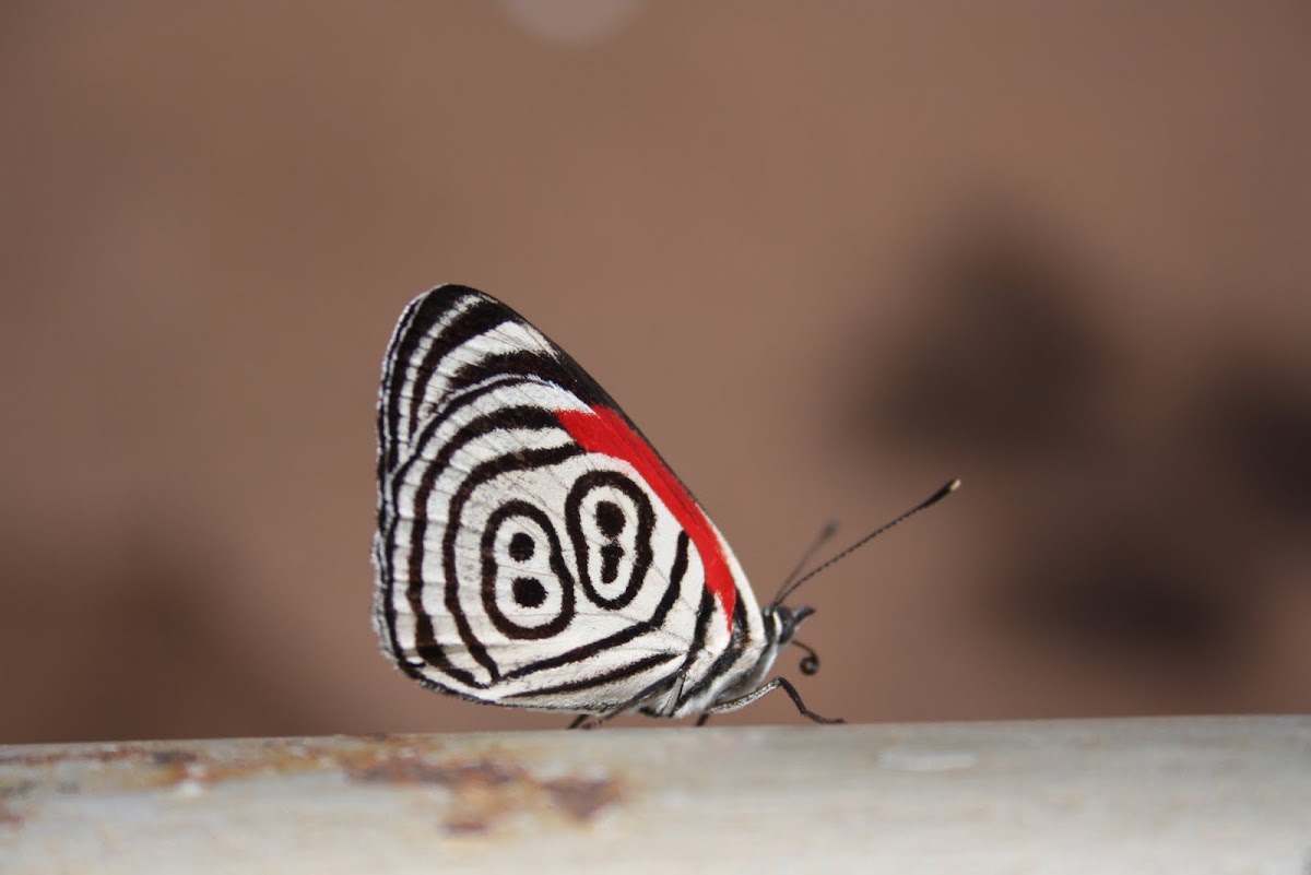 88 Butterfly | Project Noah