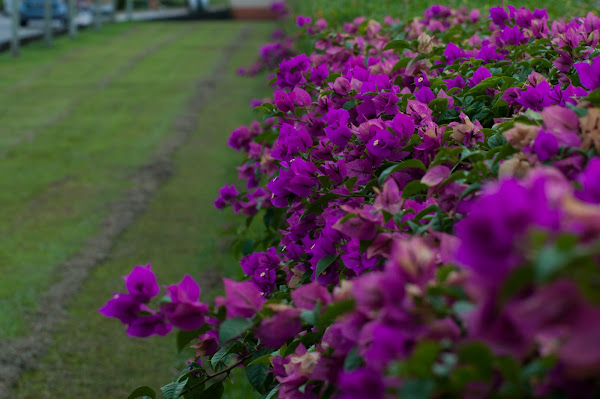 Purple Queen | Project Noah