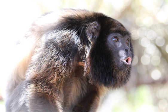 Bugio | Project Noah