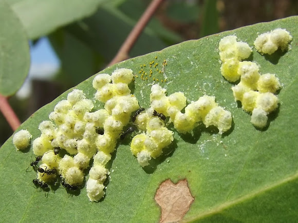 Scale insect (lerp#12) | Project Noah