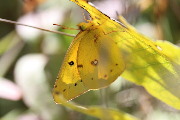 Clouded Sulphur | Project Noah