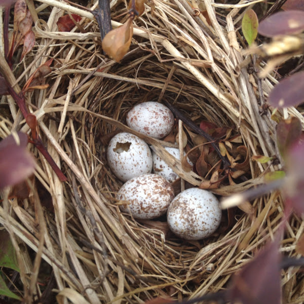 Black-Capped Chickadee Eggs | Project Noah