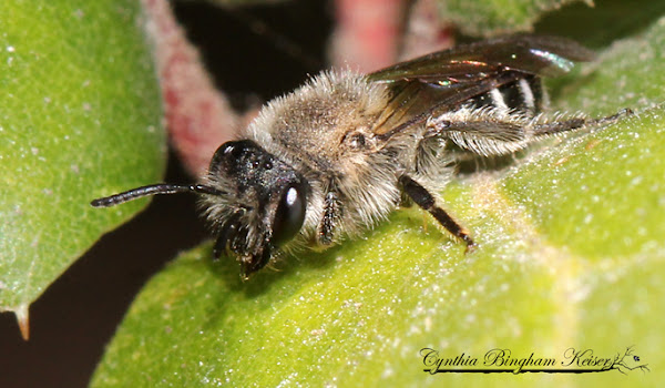 Mining Bee | Project Noah