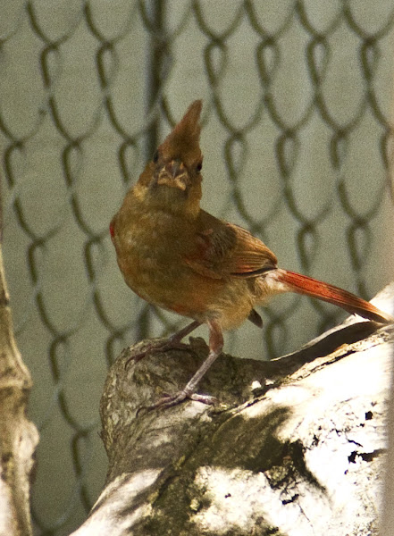 Northern Cardinal | Project Noah