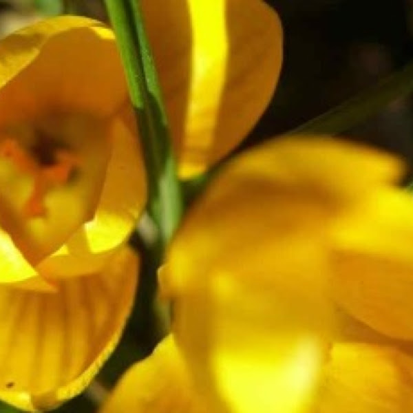 Crocus | Project Noah