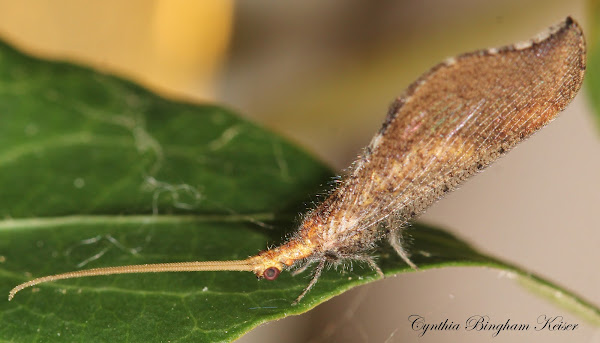 Beaded Lacewing | Project Noah