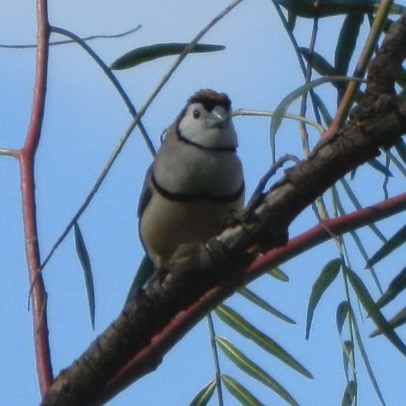 Bicheno's finch & nest | Project Noah